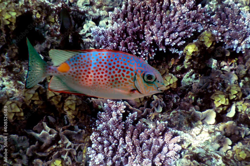 Orange-spotted spinefoot · Siganus guttatus · Reeflings Library