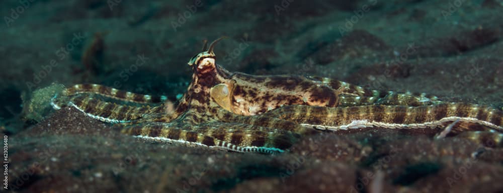 Mimic Octopus · Thaumoctopus mimicus · Reeflings Library