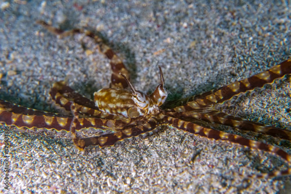 Mimic Octopus · Thaumoctopus mimicus · Reeflings Library