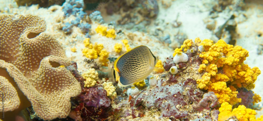 speckled butterflyfish · Chaetodon citrinellus · Reeflings Library