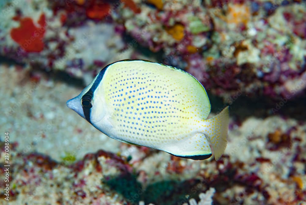 speckled butterflyfish · Chaetodon citrinellus · Reeflings Library