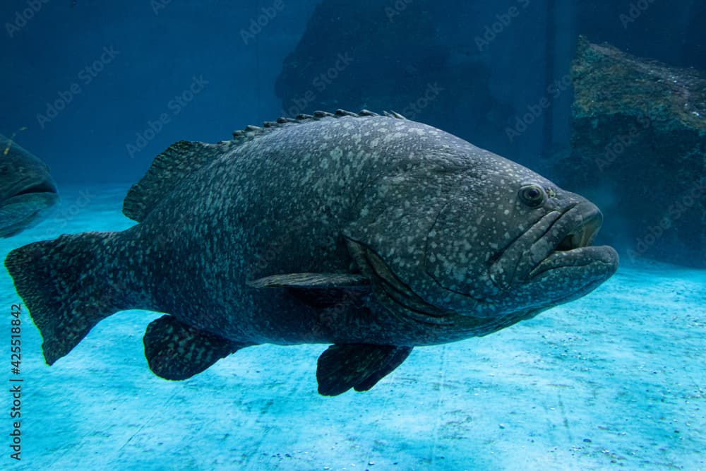 Giant Grouper · Epinephelus lanceolatus · Reeflings Library