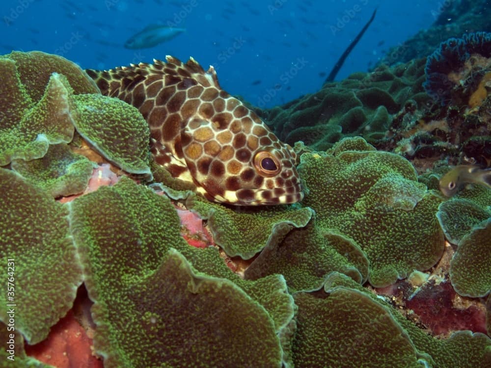 honeycomb grouper · Epinephelus merra · Reeflings Library