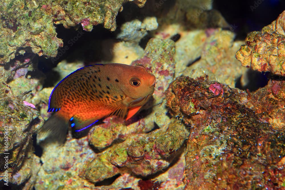 Rusty angelfish · Centropyge ferrugata · Reeflings Library