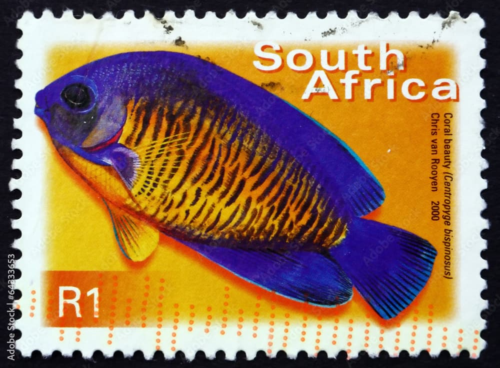 Rusty angelfish · Centropyge ferrugata · Reeflings Library