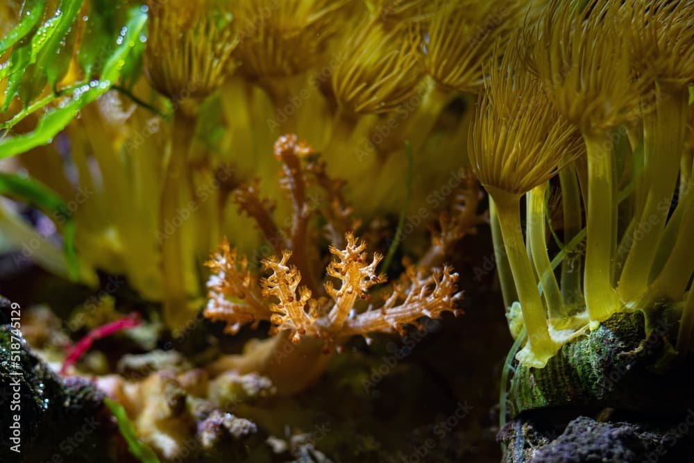 Yellow Polyps · Parazoanthus gracilis · Reeflings Library