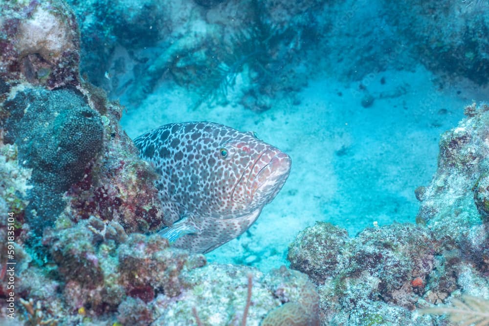 Yellowfin grouper · Epinephelus cyanopodus · Reeflings Library