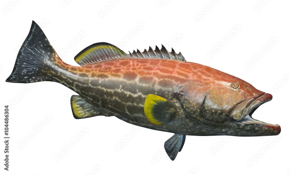 Yellowfin grouper · Epinephelus cyanopodus · Reeflings Library