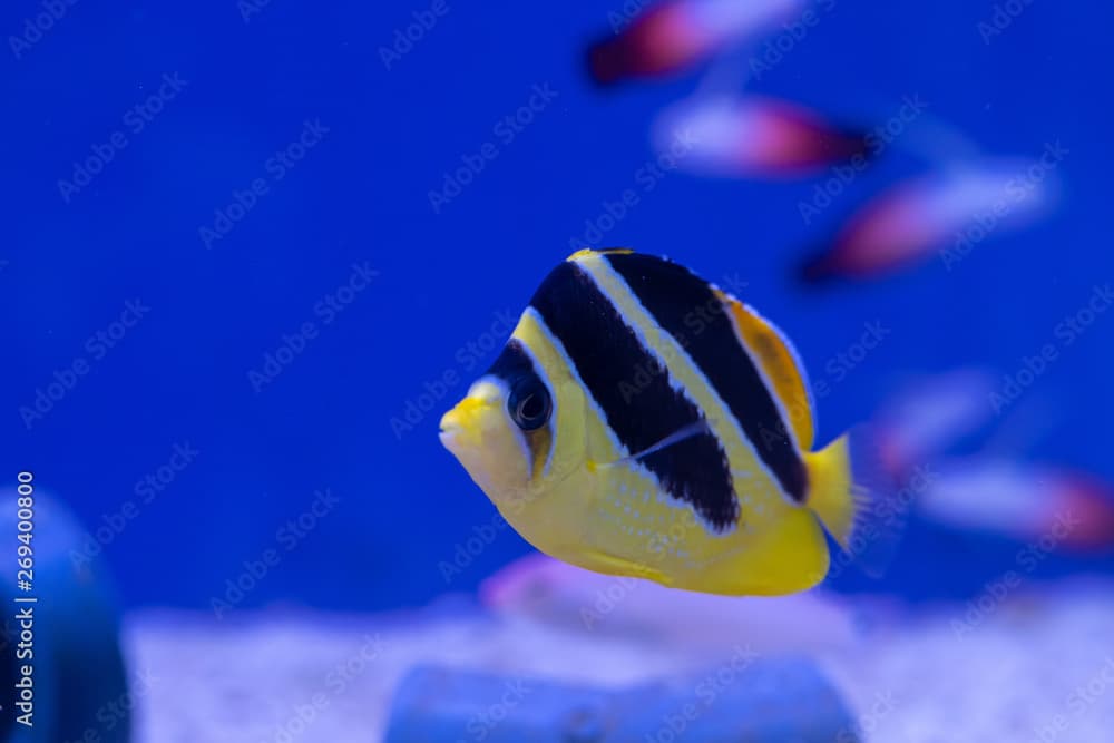 Indian butterflyfish · Chaetodon mitratus · Reeflings Library