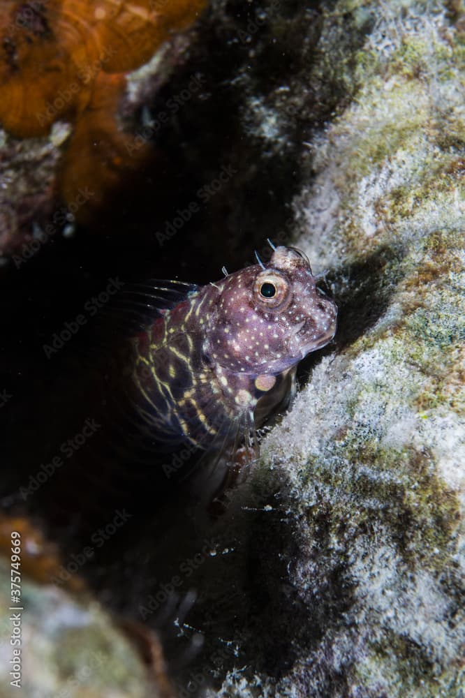 Segmented blenny · Salarias segmentatus · Reeflings Library
