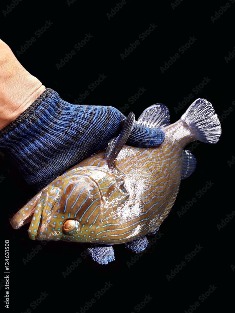 Blue-lined grouper · Cephalopholis polleni · Reeflings Library