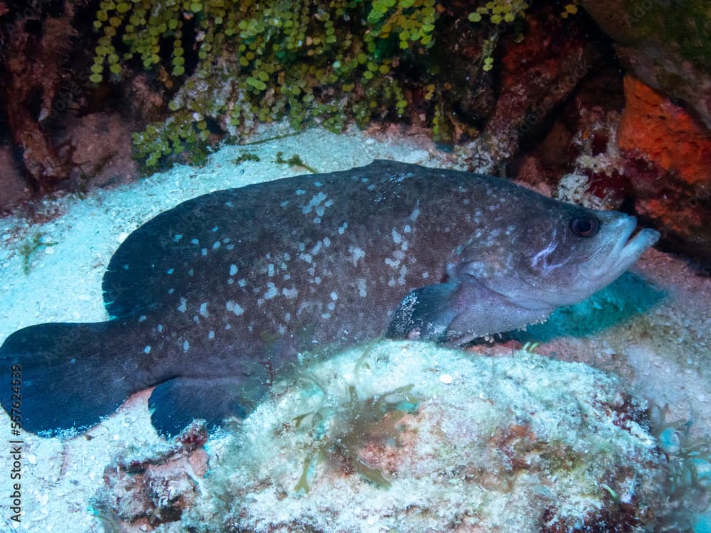 black soapfish · Rypticus saponaceus · Reeflings Library