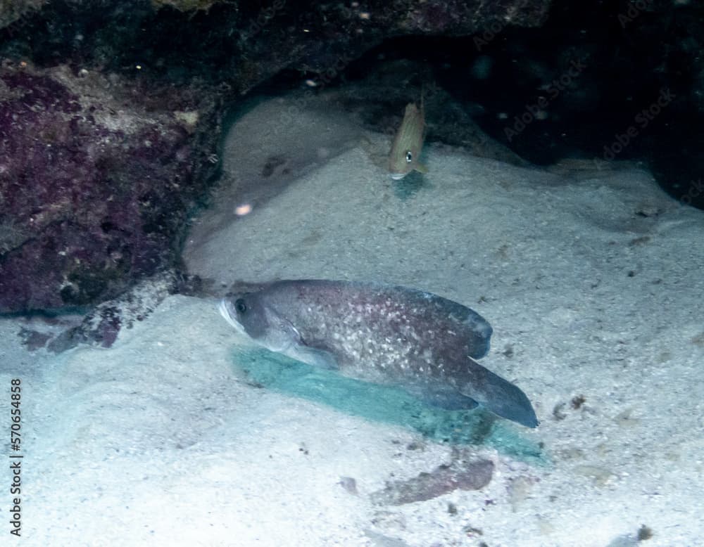 black soapfish · Rypticus saponaceus · Reeflings Library