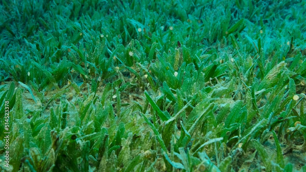 Fine sea grass · Halodule uninervis · Reeflings Library