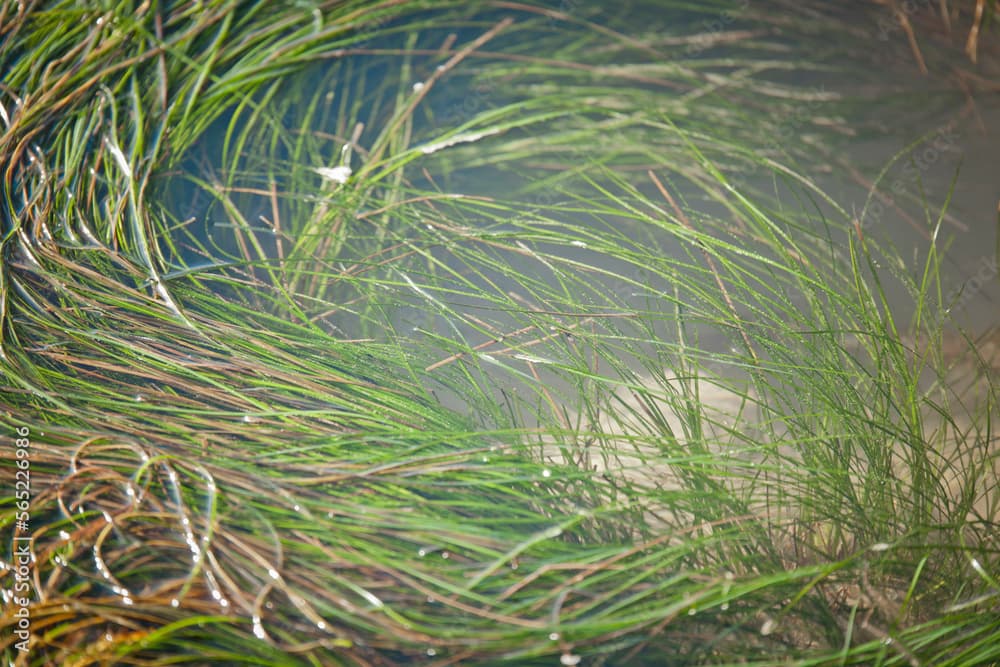 manatee grass · Syringodium filiforme · Reeflings Library
