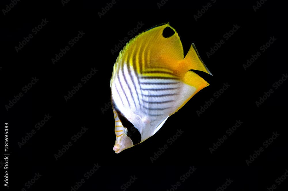 Golden butterflyfish · Chaetodon auripes · Reeflings Library