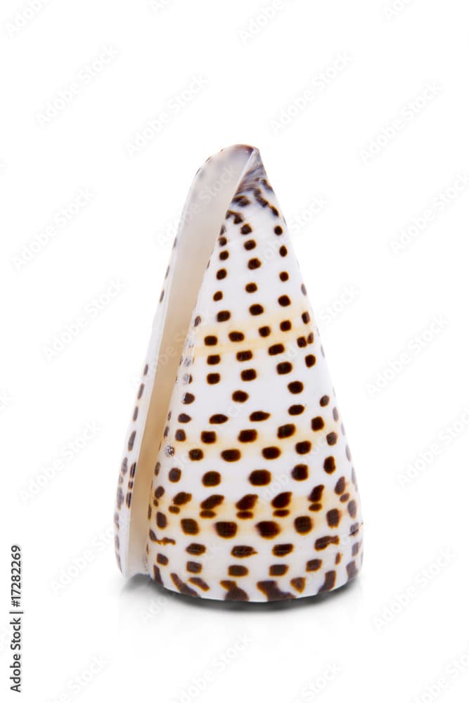 Lettered Cone · Conus litteratus · Reeflings Library