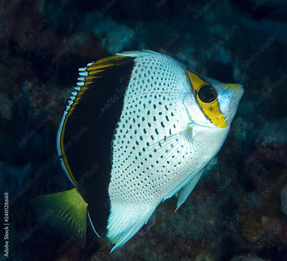 Hawaiian butterflyfish · Chaetodon tinkeri · Reeflings Library