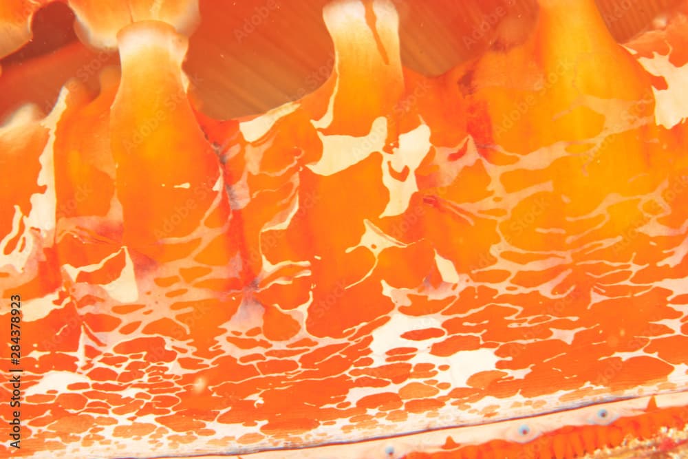 Variable Thorny Oyster · Spondylus varius · Reeflings Library