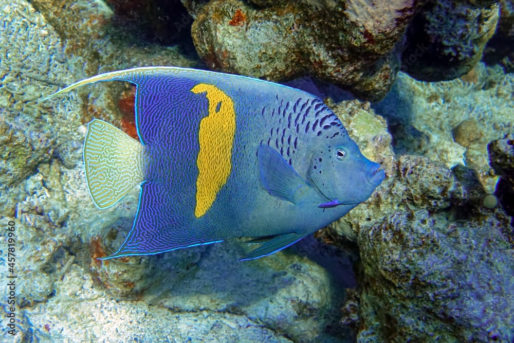 Yellow-marked angelfish · Pomacanthus maculosus · Reeflings Library