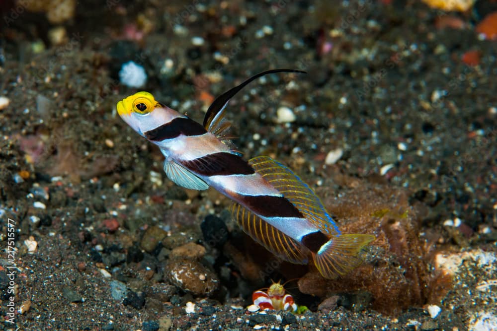 Filament-finned prawn-goby · Stonogobiops nematodes · Reeflings Library