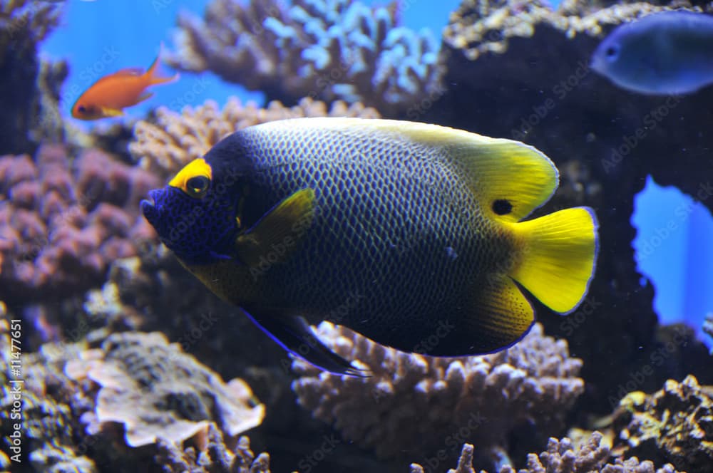 Masked angelfish · Genicanthus personatus · Reeflings Library