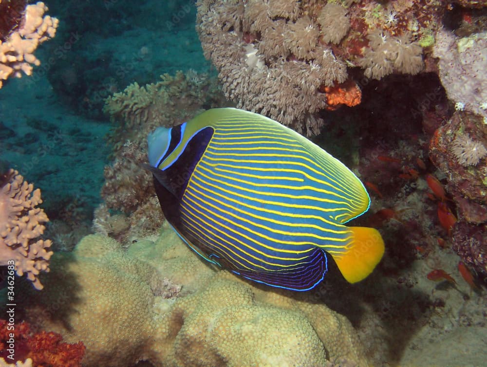 Masked angelfish · Genicanthus personatus · Reeflings Library