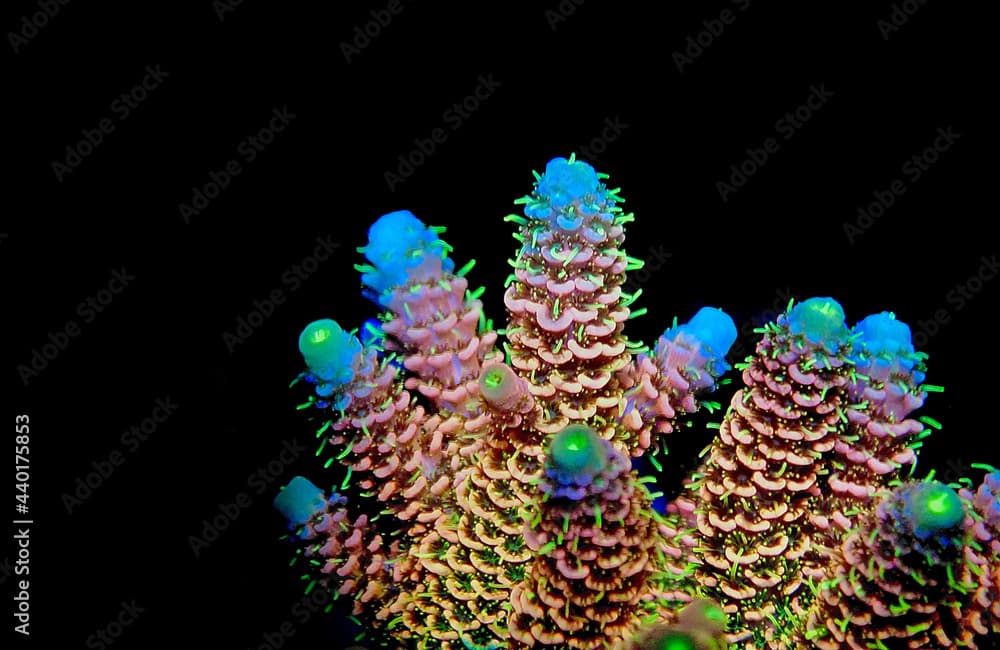 Blue Staghorn Coral · Acropora tortuosa · Reeflings Library