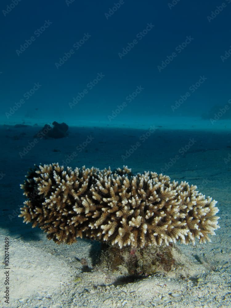 Finger coral · Acropora humilis · Reeflings Library