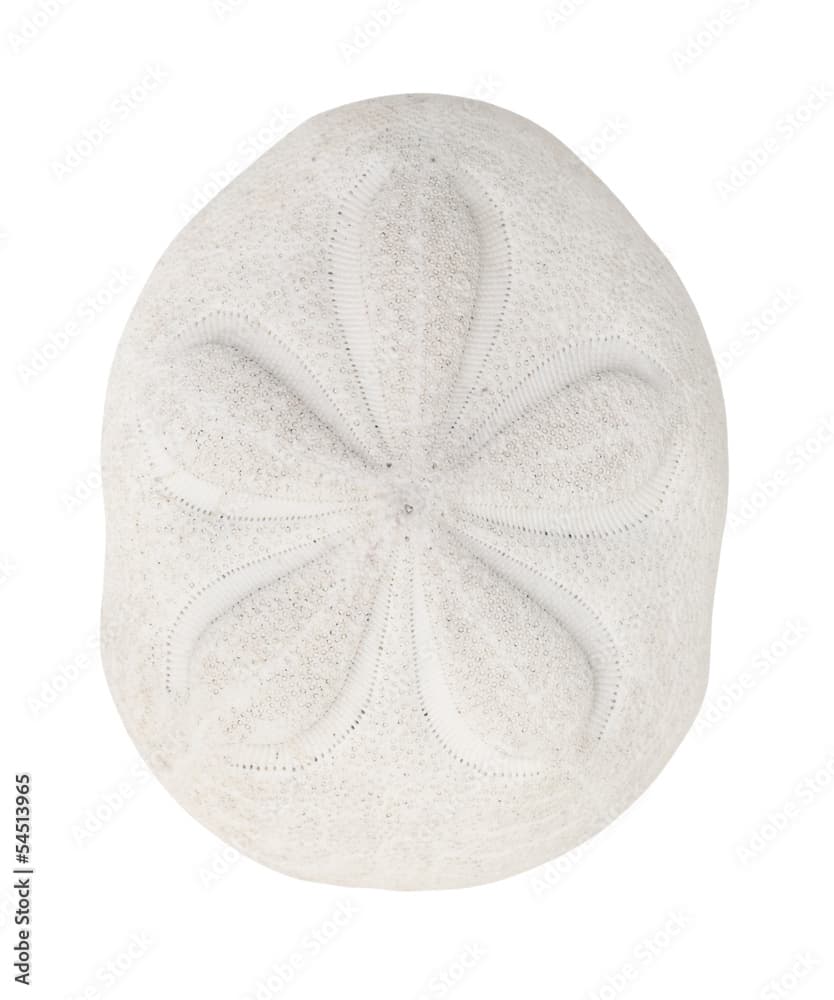 Sand Dollar · Clypeaster humilis · Reeflings Library