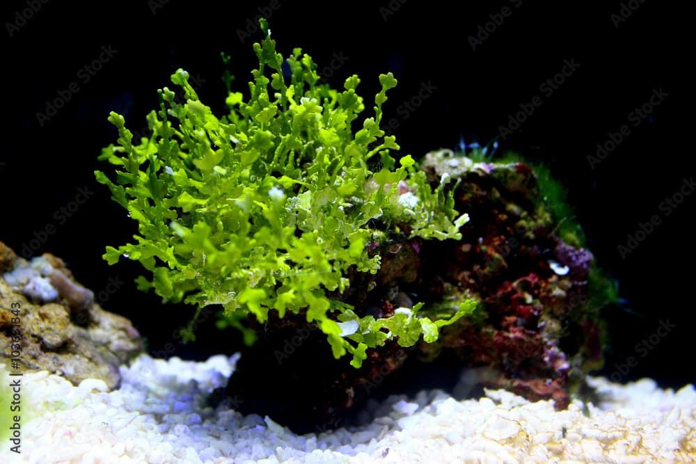 Halimeda Plant · Halimeda incrassata · Reeflings Library