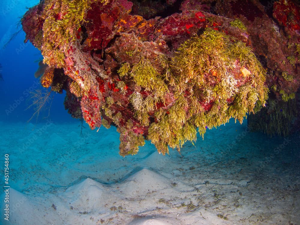 Halimeda Plant · Halimeda incrassata · Reeflings Library