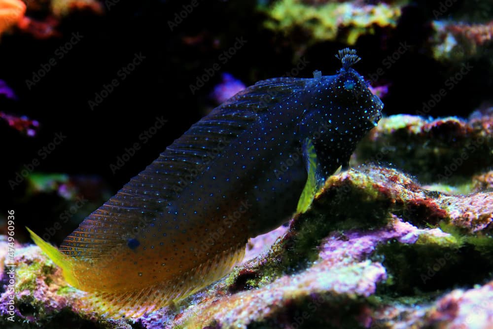 Starry blenny · Salarias ramosus · Reeflings Library
