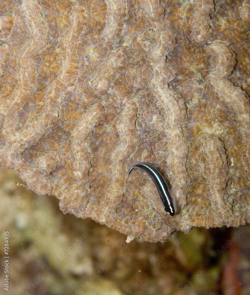 Neon goby · Elacatinus oceanops · Reeflings Library