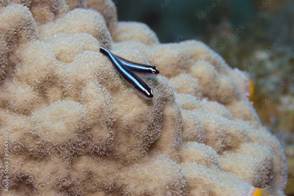 Neon goby · Elacatinus oceanops · Reeflings Library