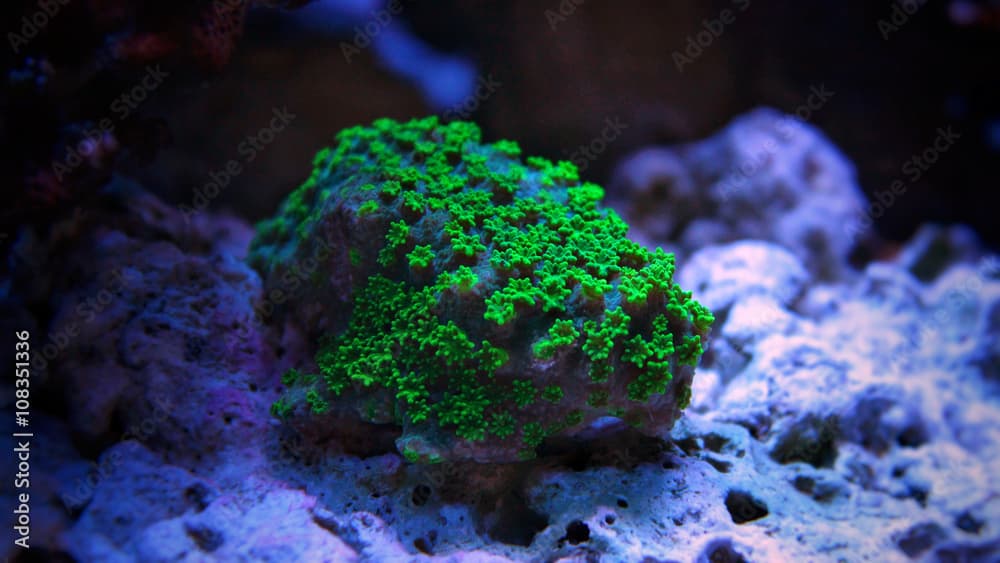 Stone-leaf coral · Lithophyllon undulatum · Reeflings Library