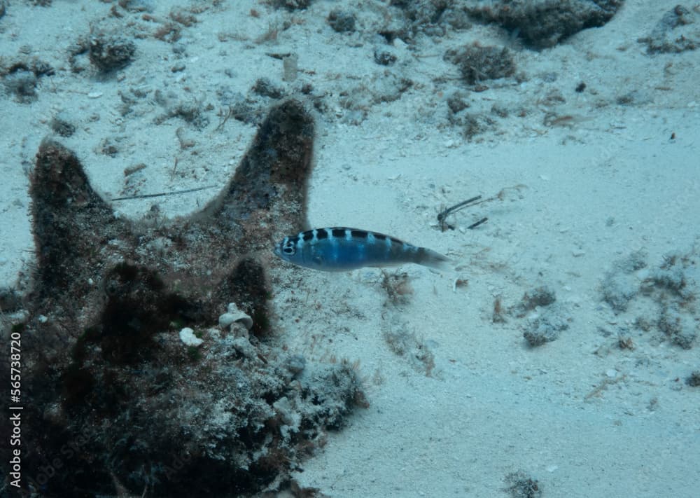 chalk bass · Serranus tortugarum · Reeflings Library