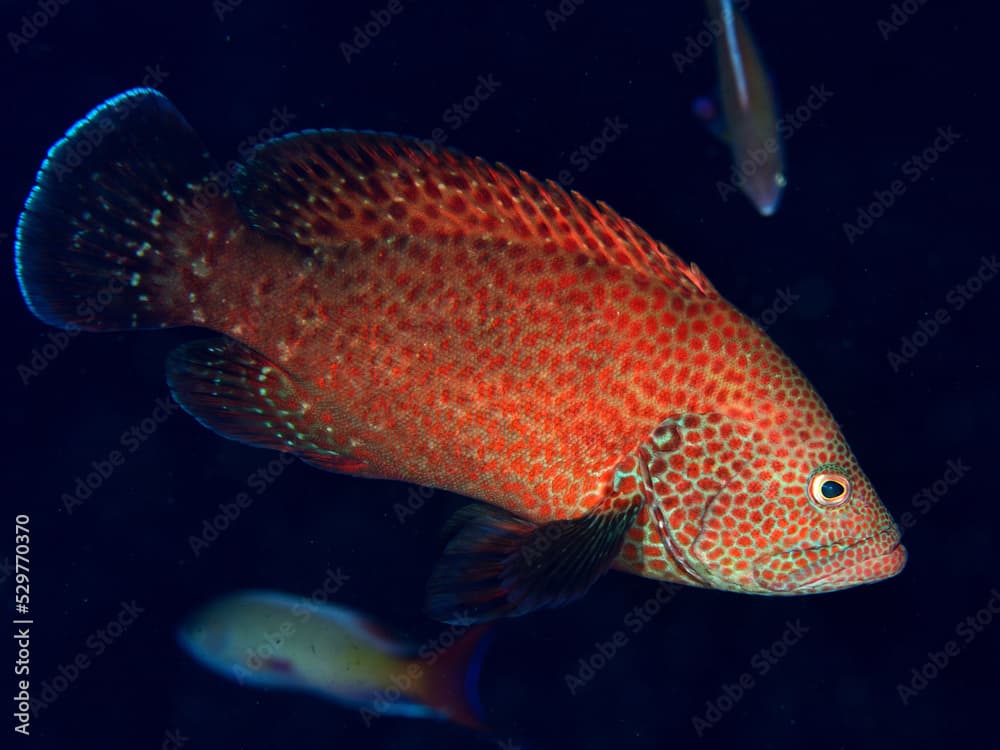 tomato hind · Cephalopholis sonnerati · Reeflings Library