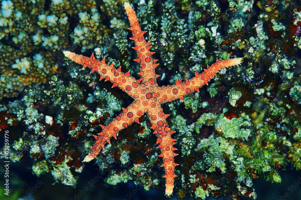 Egyptian sea star · Gomophia egyptiaca · Reeflings Library