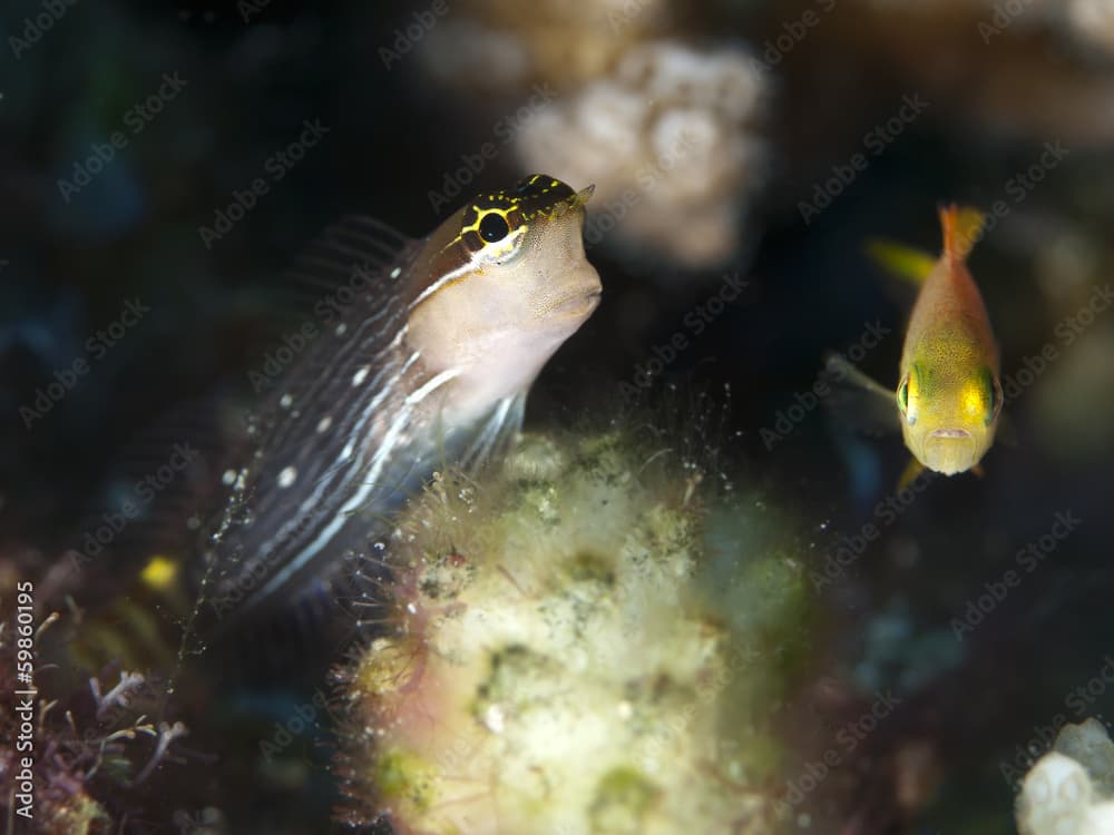 White-lined comb-tooth · Ecsenius pictus · Reeflings Library