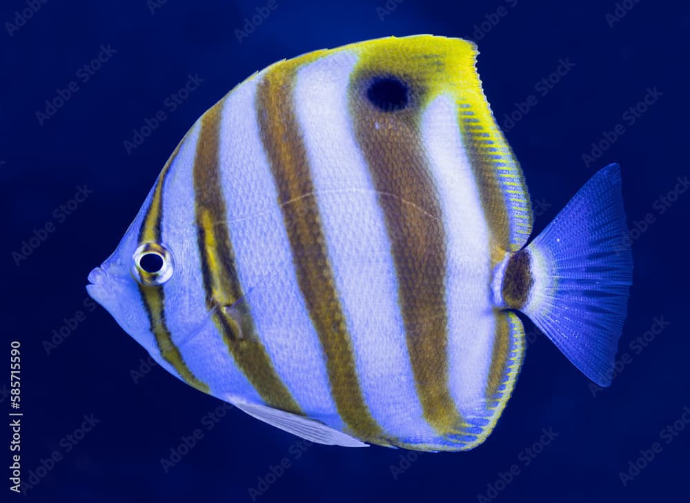 Sixspine butterflyfish · Parachaetodon ocellatus · Reeflings Library