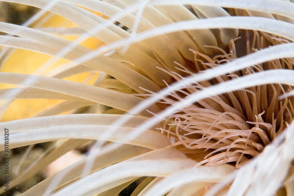 Giant Tube Anemone · Pachycerianthus fimbriatus · Reeflings Library