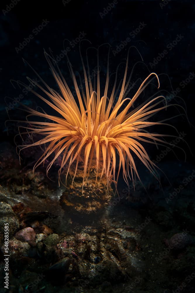 Giant Tube Anemone · Pachycerianthus fimbriatus · Reeflings Library