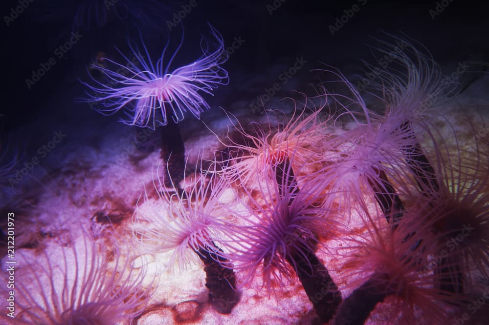 Giant Tube Anemone · Pachycerianthus fimbriatus · Reeflings Library