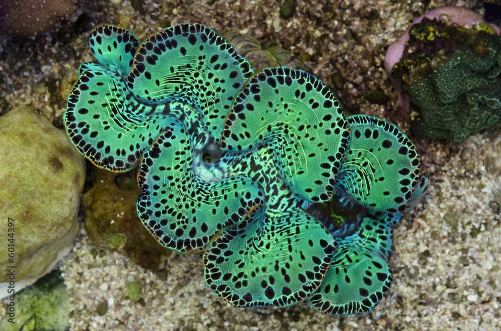 Small giant clam · Tridacna maxima · Reeflings Library