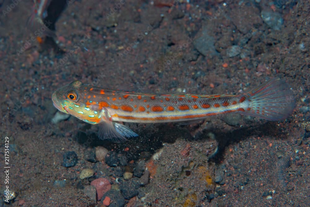 Orange-spotted goby · Asterropteryx bipunctata · Reeflings Library