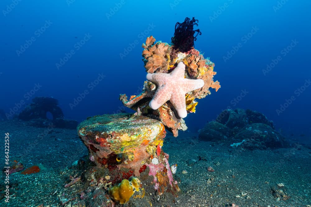 granulated sea star · Choriaster granulatus · Reeflings Library