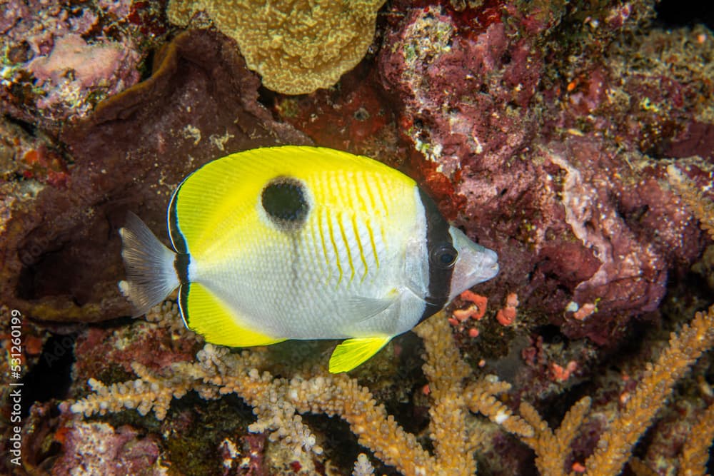 Teardrop butterflyfish · Chaetodon unimaculatus · Reeflings Library
