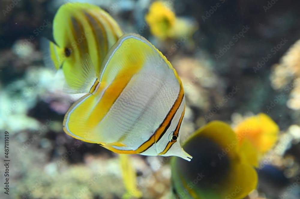 Margined coralfish · Chelmon marginalis · Reeflings Library