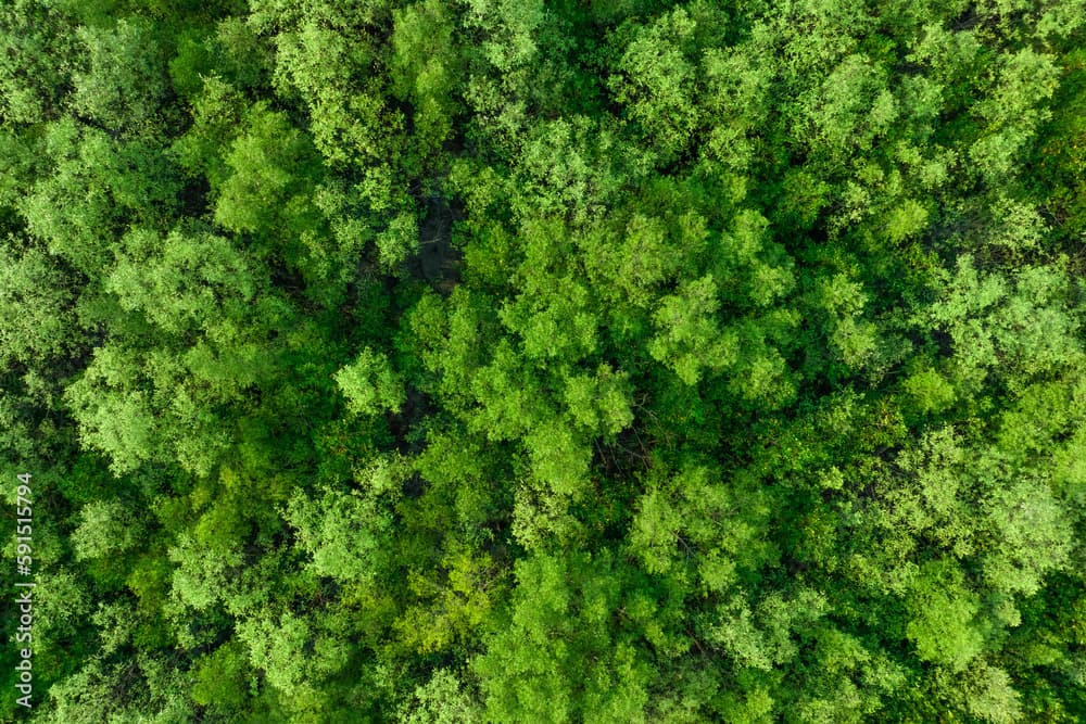 Red Mangrove · Rhizophora mangle · Reeflings Library